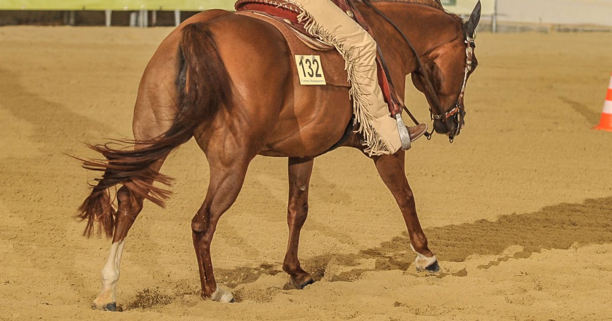 Plus oder Minus – wie werden Pattern gerichtet? Senior Western Riding ...